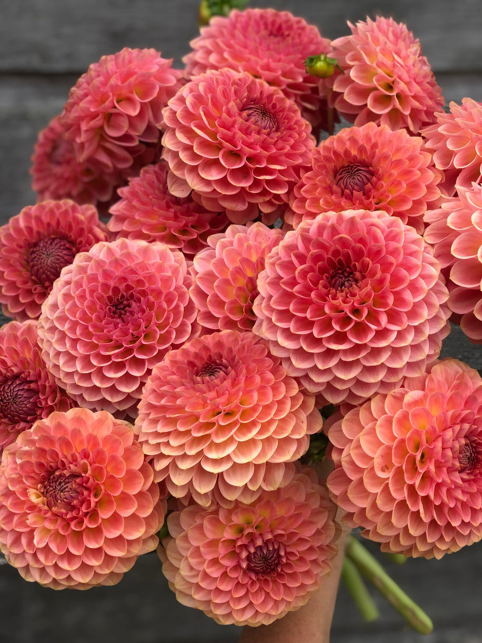 The Farmhouse Flower Farm | Sweet Peas, Seeds, Corms and Dahlia Tubers
