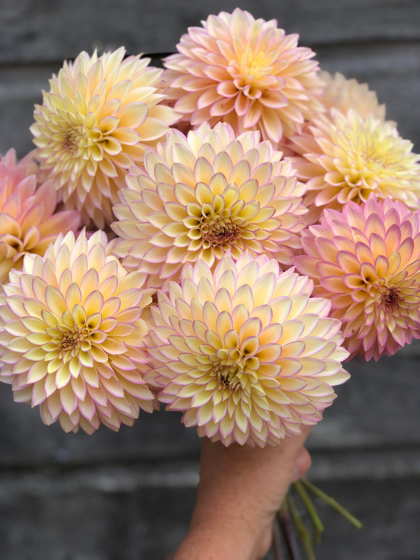 The Farmhouse Flower Farm