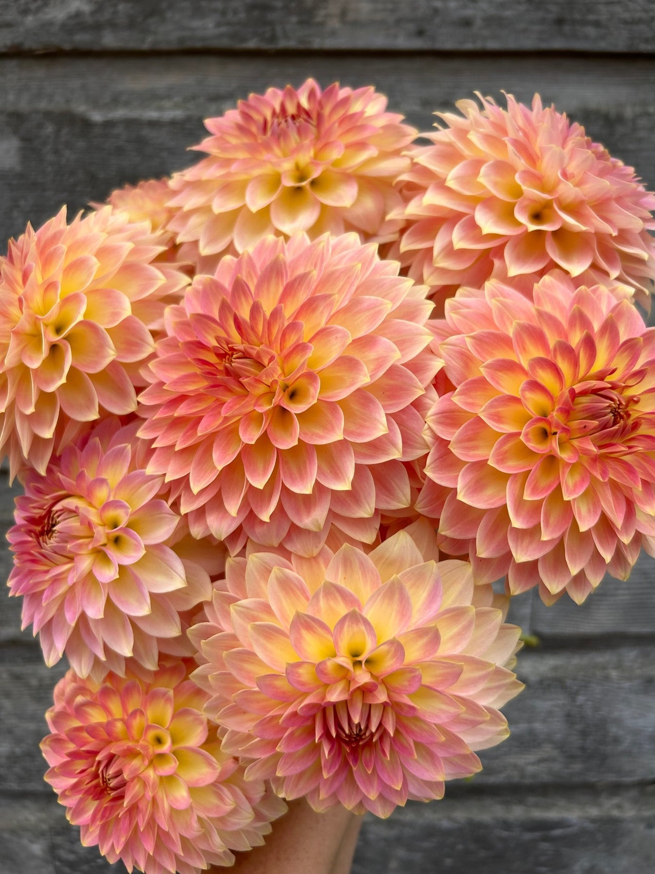 Oreti Adele – The Farmhouse Flower Farm