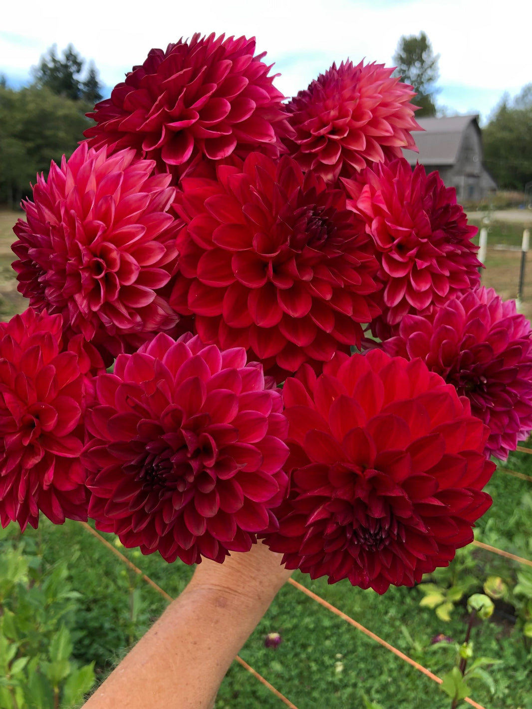 Dahlia Tubers for Cut Flowers | Annual Blooms – The Farmhouse Flower Farm