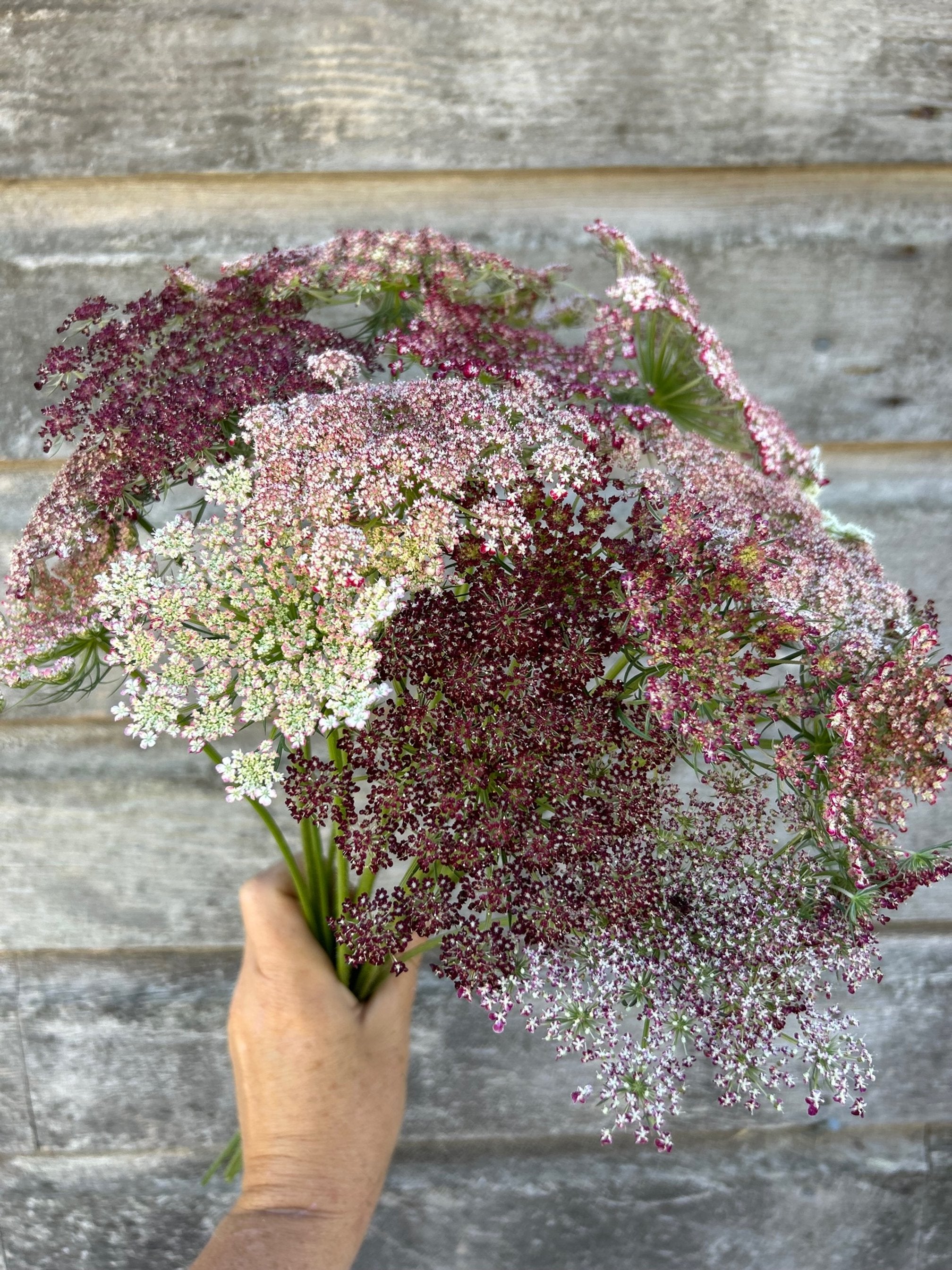 Chocolate Laceflower – The Farmhouse Flower Farm