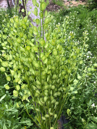 Cress - Pennycress – The Farmhouse Flower Farm