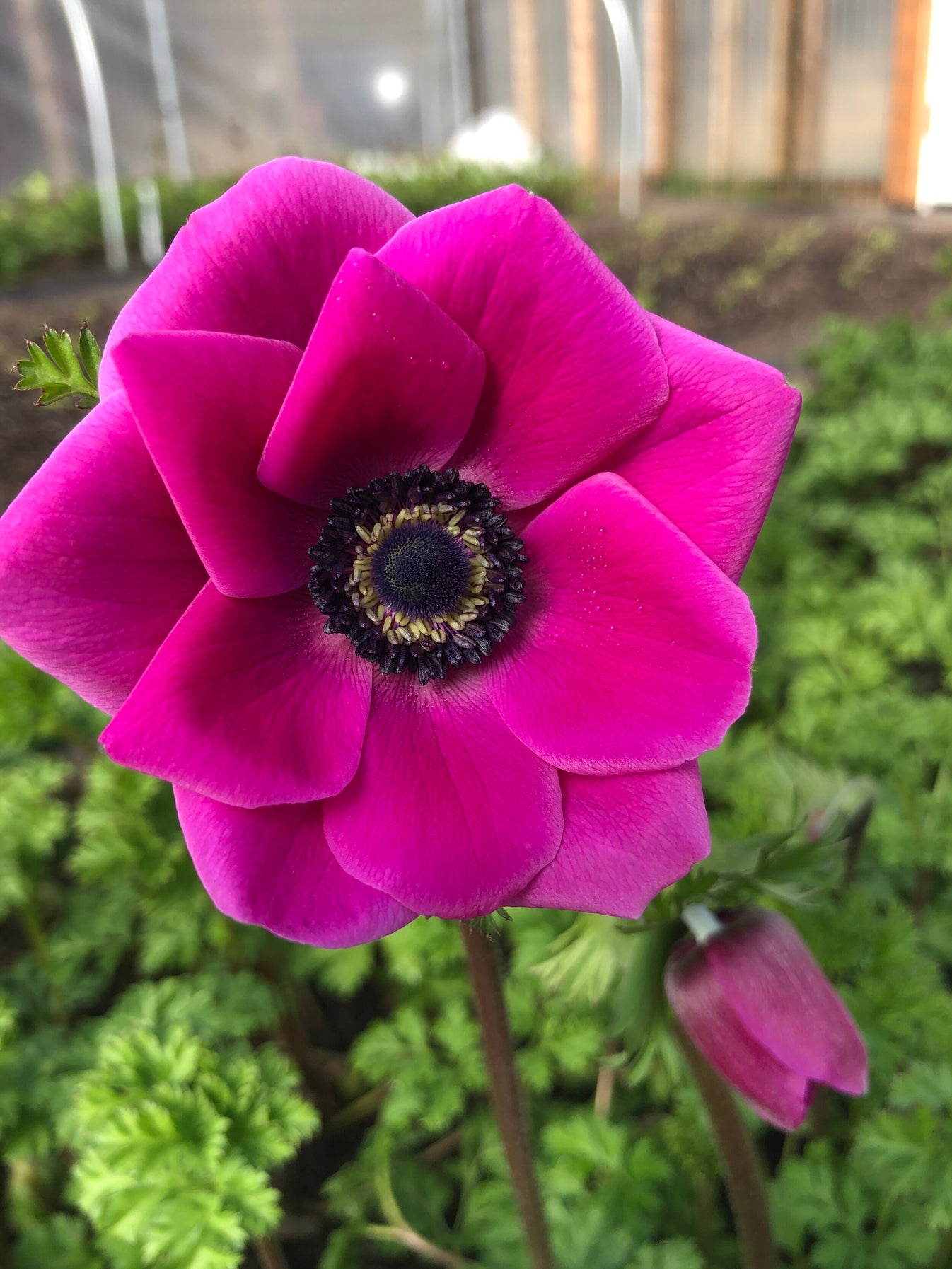 Anemone Pink – The Farmhouse Flower Farm