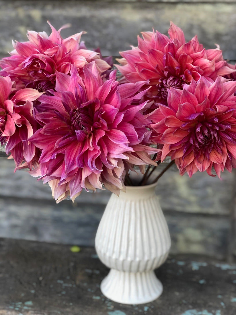 Penhill Dark Monarch – The Farmhouse Flower Farm