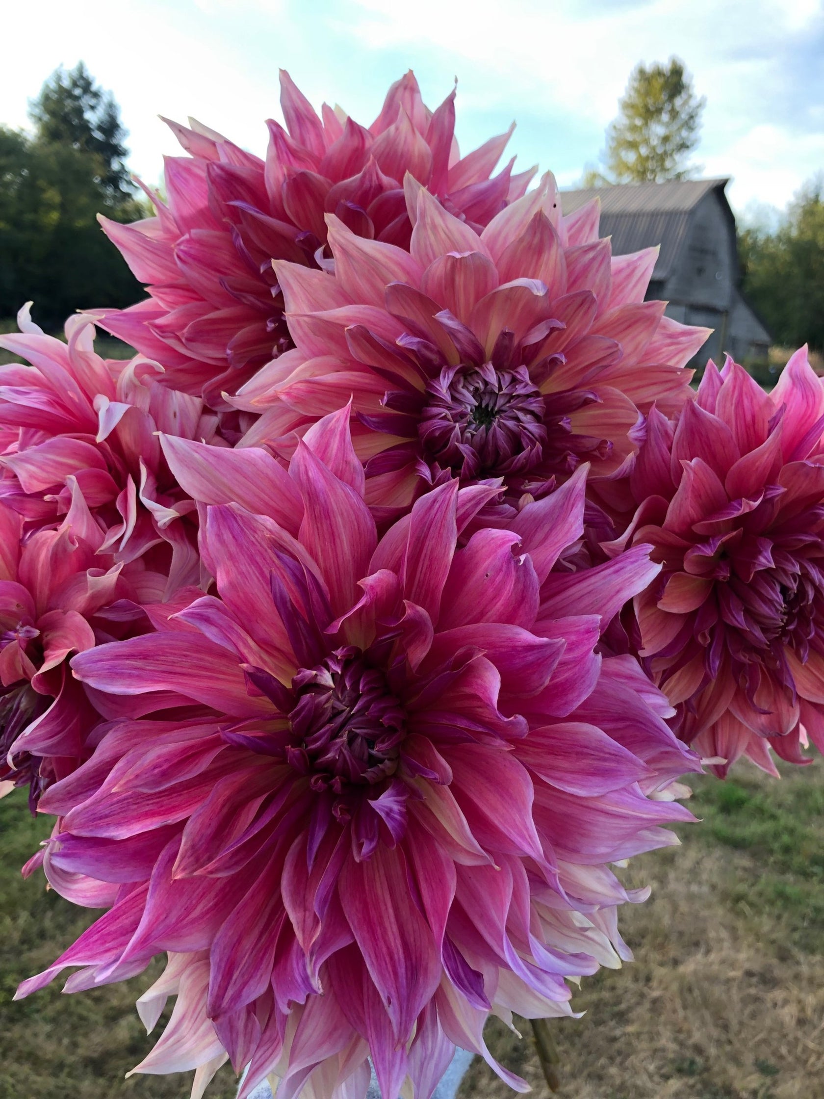 Penhill Dark Monarch – The Farmhouse Flower Farm