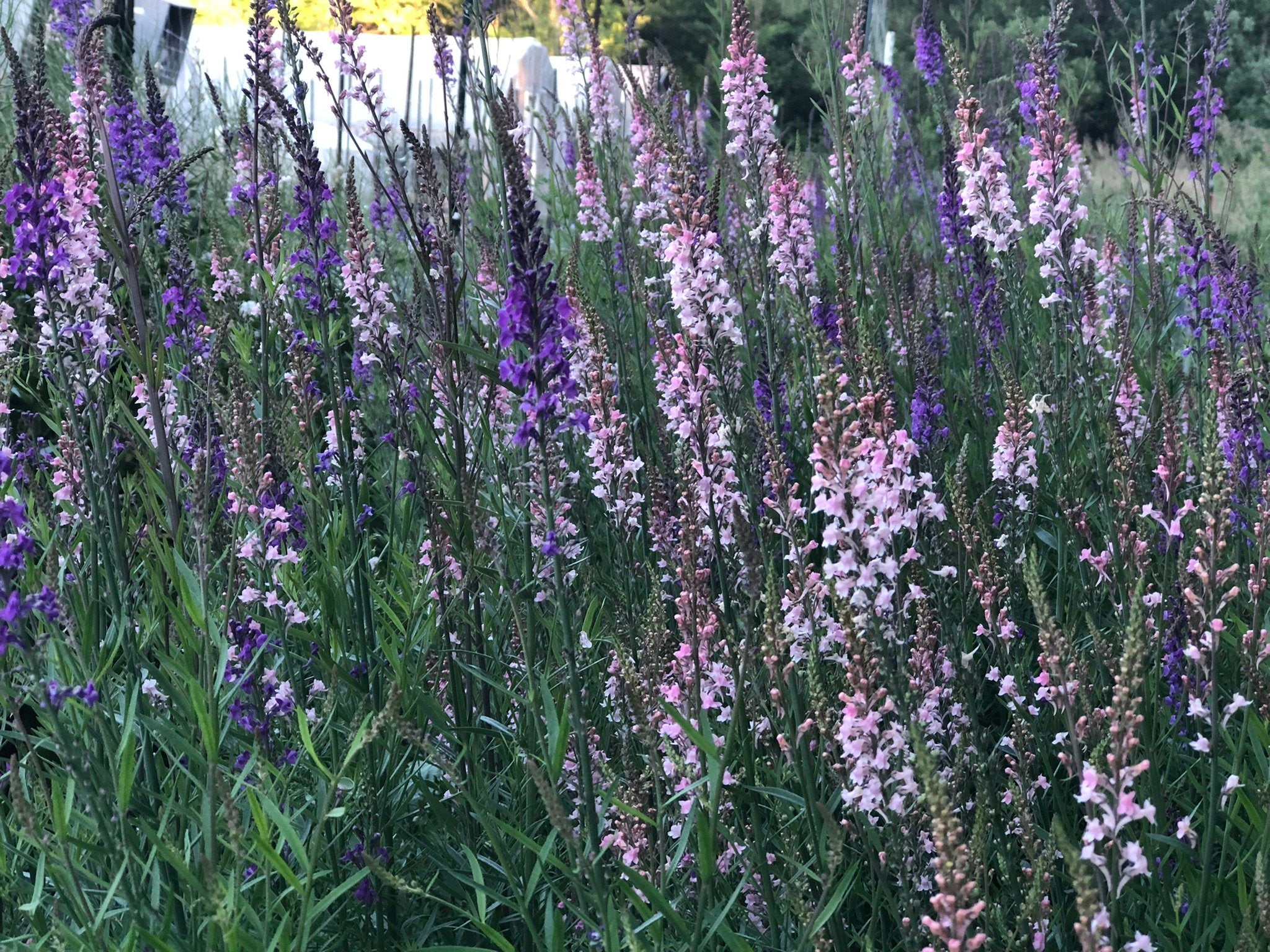 Linaria purpurea mix – The Farmhouse Flower Farm