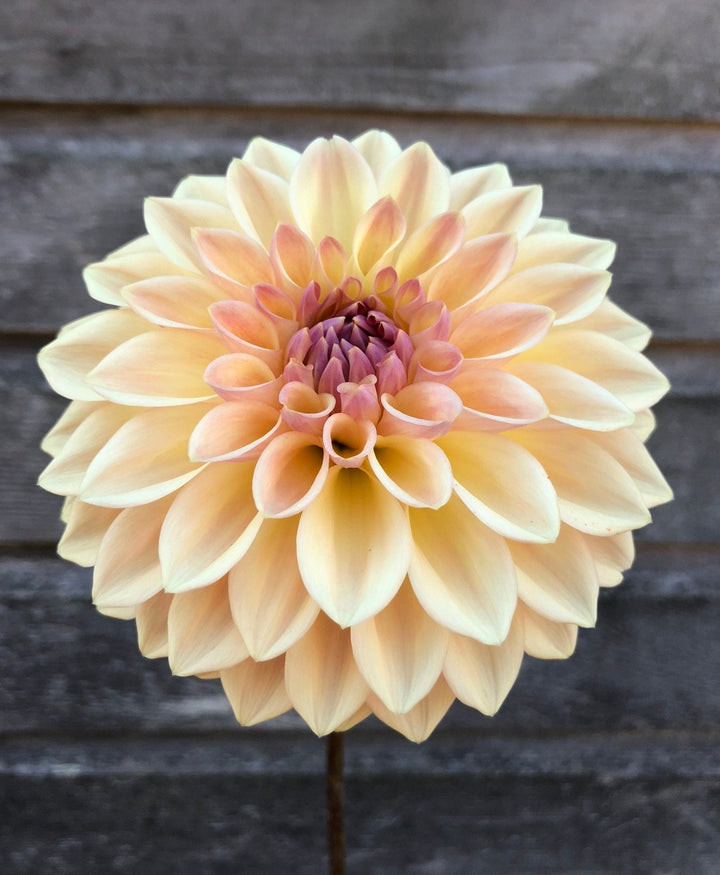 Dahlias – Page 2 – The Farmhouse Flower Farm