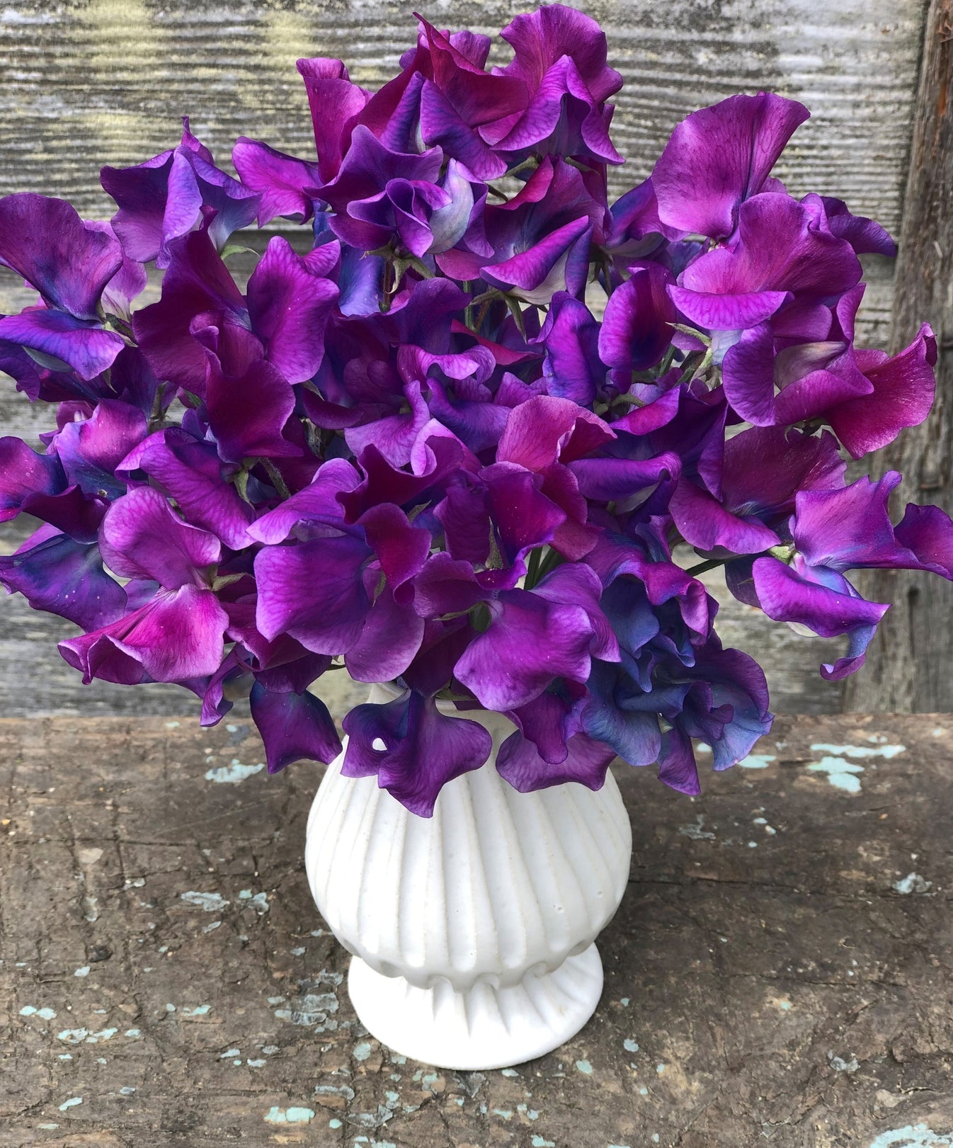 Sweet Pea - Blue Shift – The Farmhouse Flower Farm