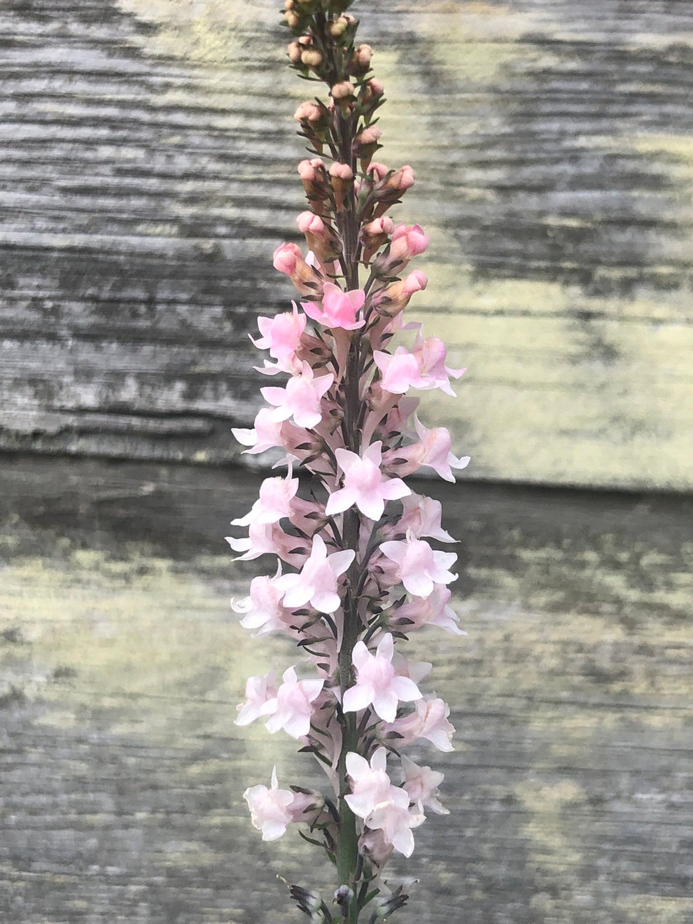 Linaria purpurea mix – The Farmhouse Flower Farm