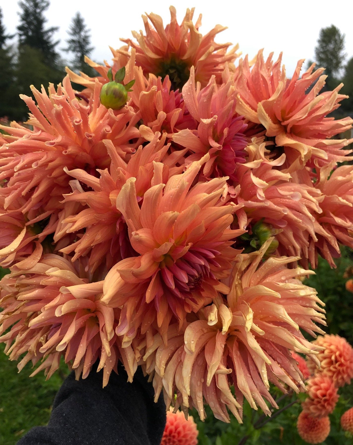 Terracotta – The Farmhouse Flower Farm