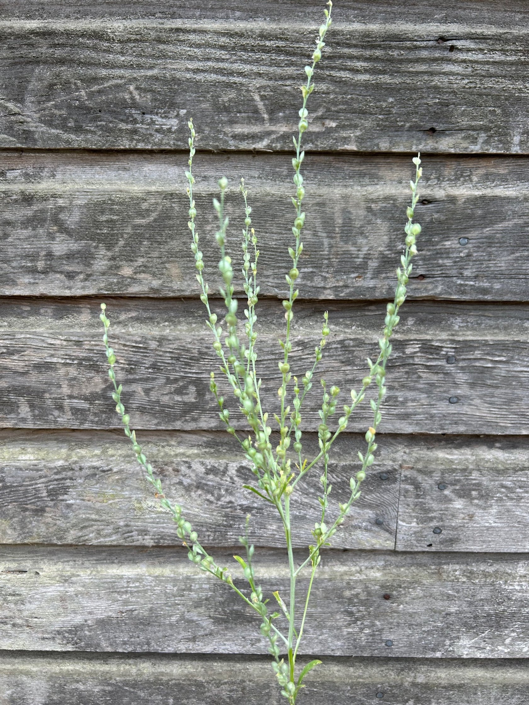 Cress - Persian Cress – The Farmhouse Flower Farm