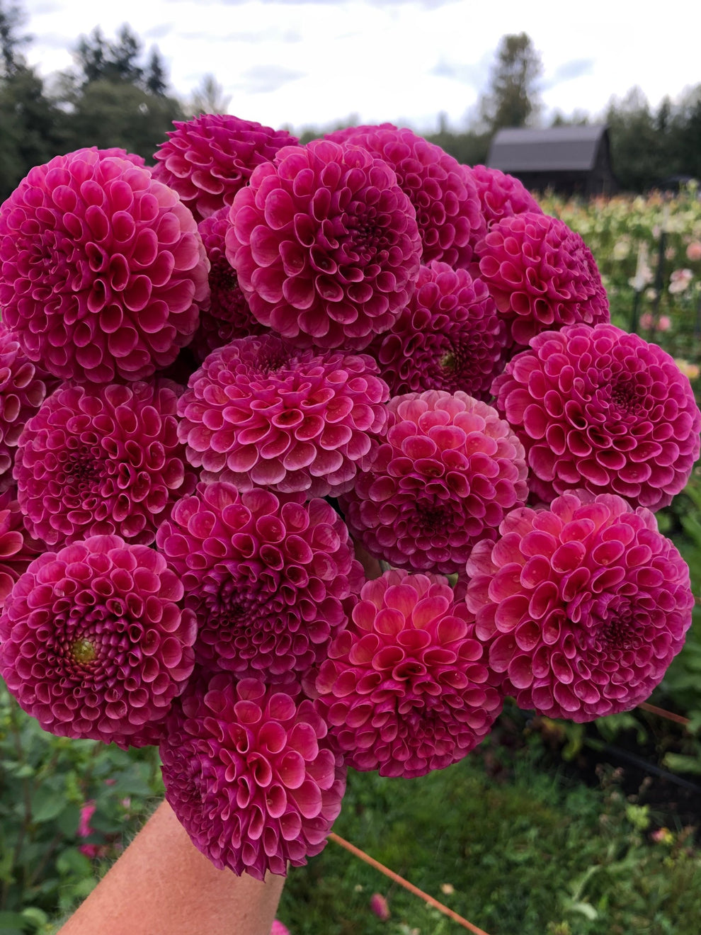 Koko Puff – The Farmhouse Flower Farm