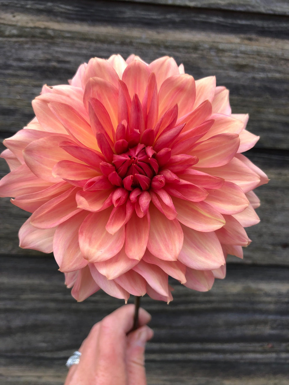 Cara Elizabeth - LIMIT 1 – The Farmhouse Flower Farm