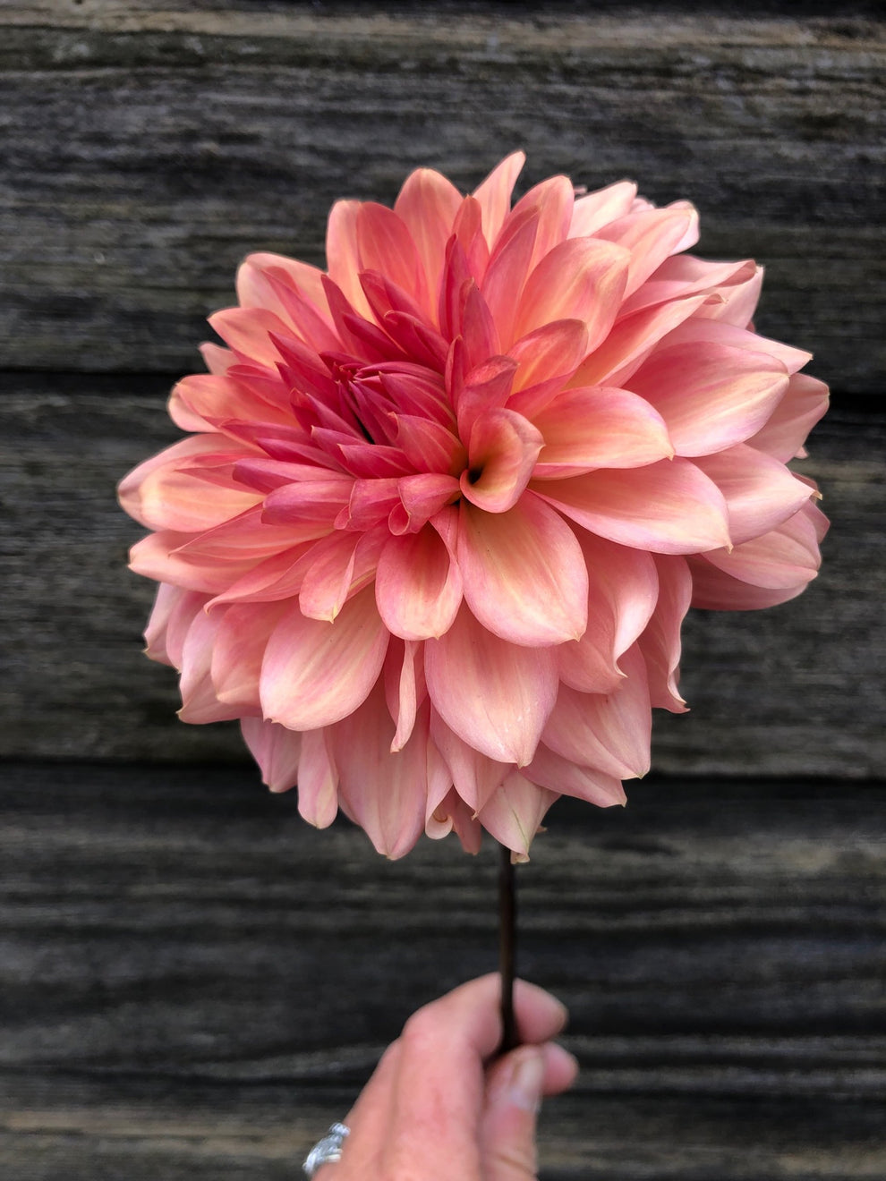 Cara Elizabeth - LIMIT 1 – The Farmhouse Flower Farm