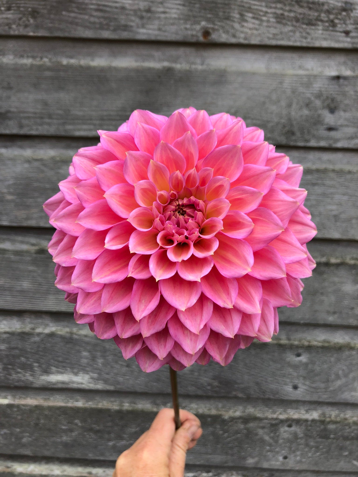 Westerton JWH - LIMIT 1 – The Farmhouse Flower Farm