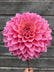 Westerton JWH – The Farmhouse Flower Farm