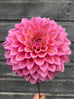 Westerton JWH – The Farmhouse Flower Farm