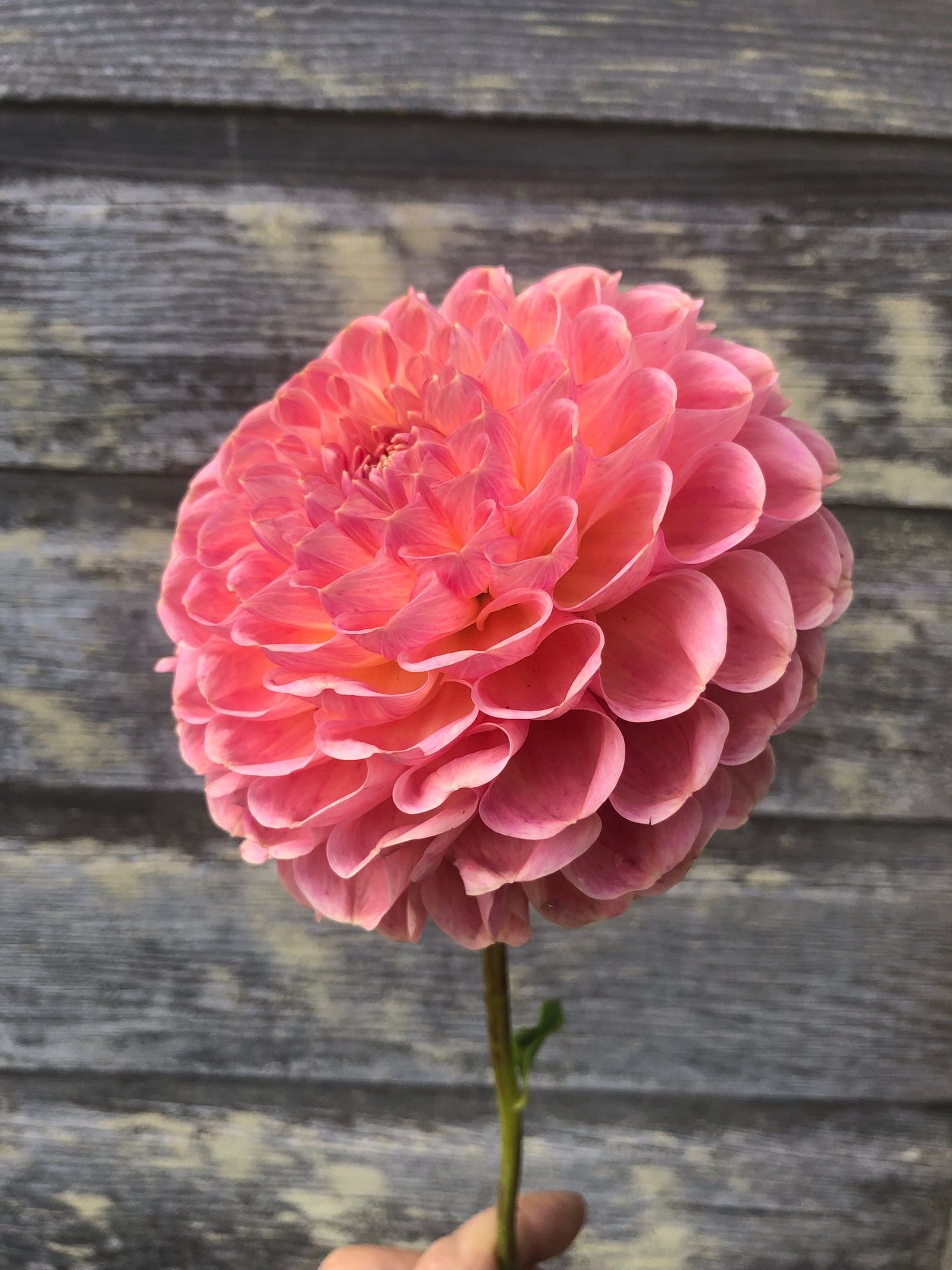 Clearview Peachy – The Farmhouse Flower Farm