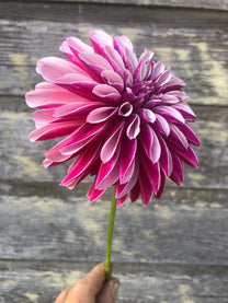 Salish Twilight Girl – The Farmhouse Flower Farm
