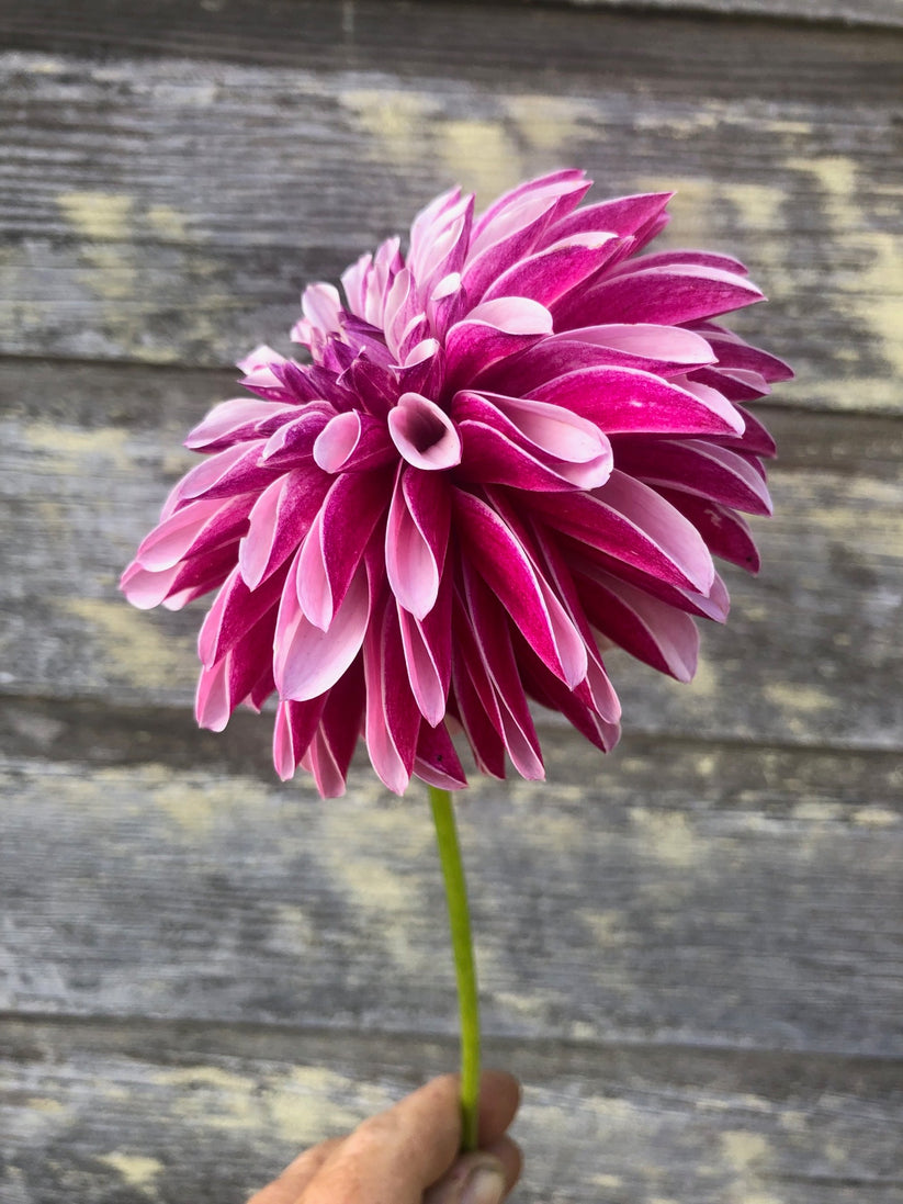 Salish Twilight Girl – The Farmhouse Flower Farm