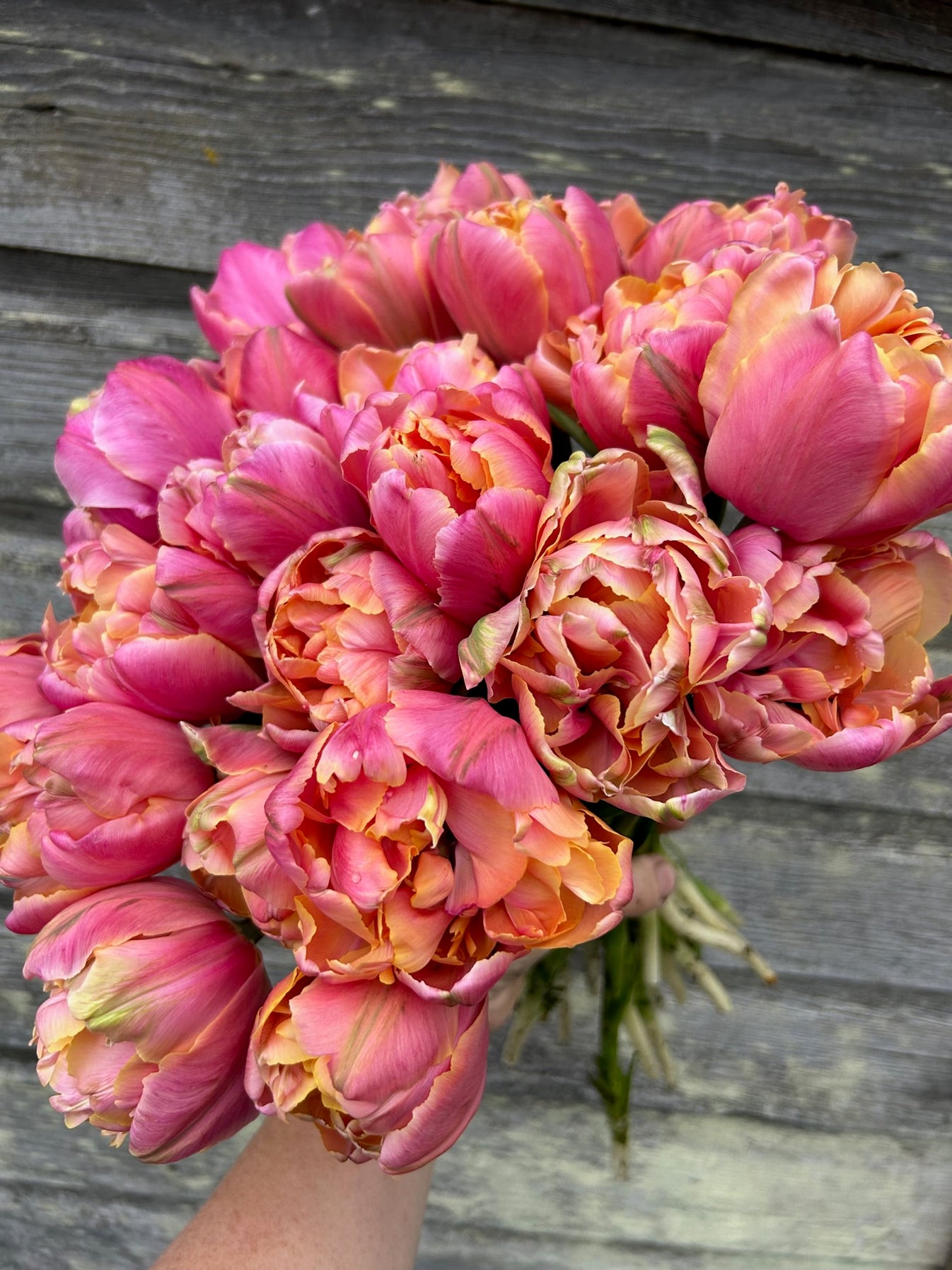 Tulip - Pink Star – The Farmhouse Flower Farm