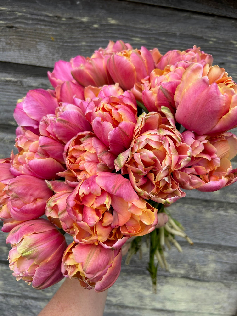 Tulip - Pink Star – The Farmhouse Flower Farm