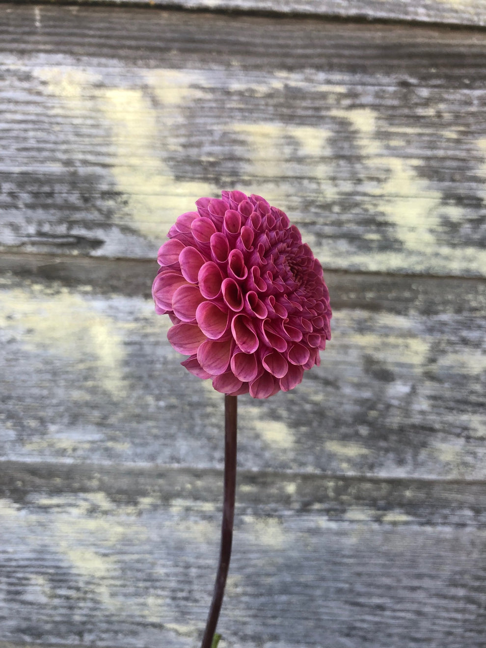 Koko Puff – The Farmhouse Flower Farm