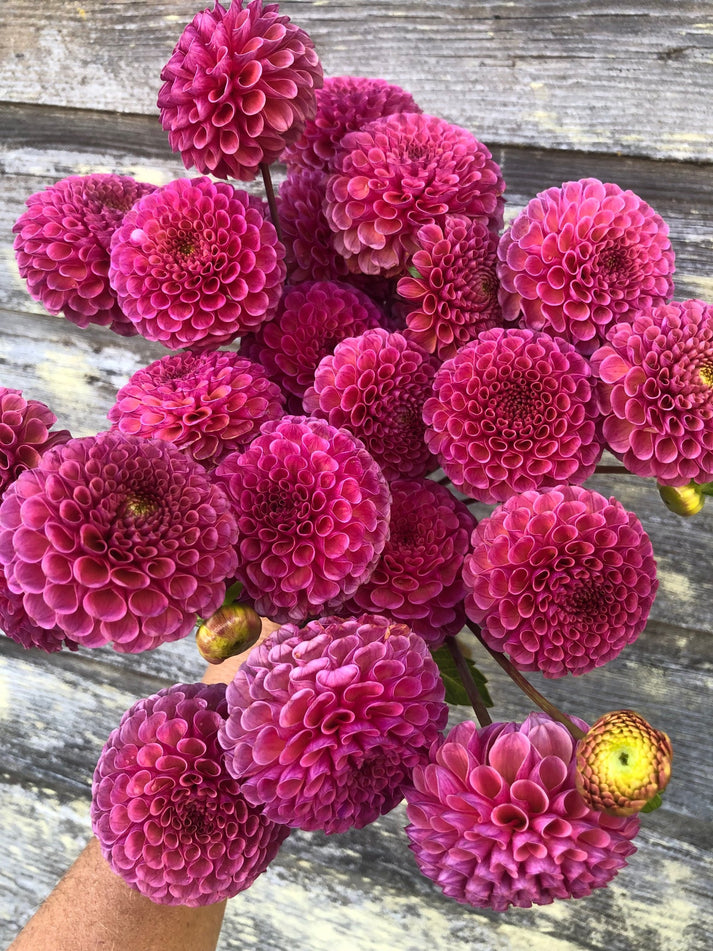 Koko Puff – The Farmhouse Flower Farm
