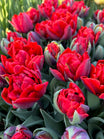 Tulip - Red Princess – The Farmhouse Flower Farm
