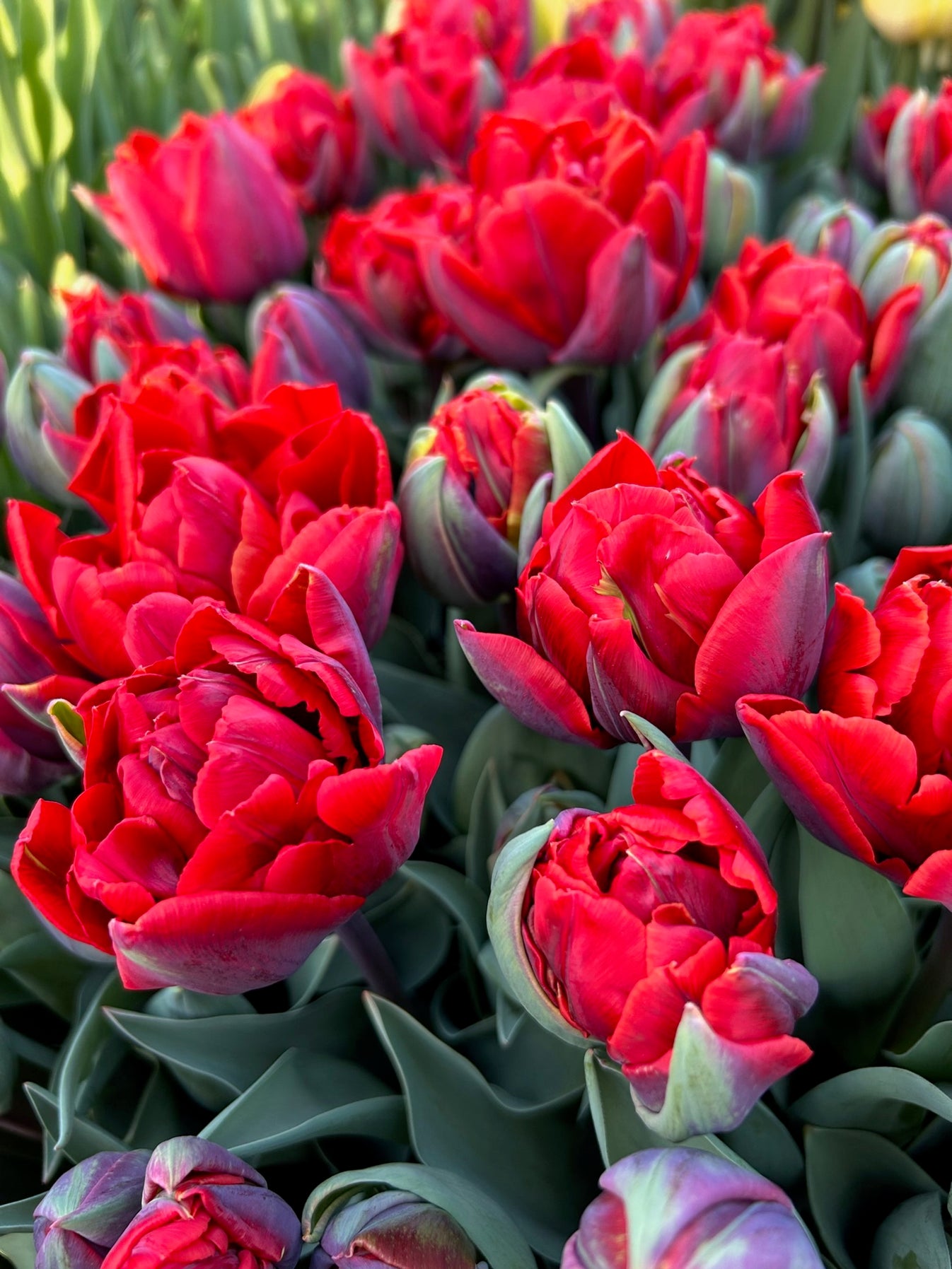 Tulip - Red Princess – The Farmhouse Flower Farm
