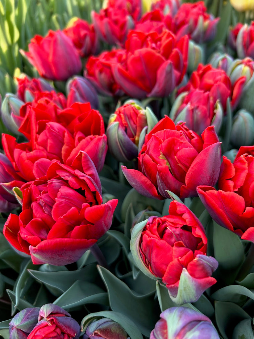 Tulip - Red Princess – The Farmhouse Flower Farm