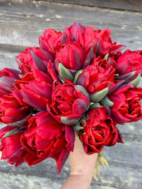 Tulip - Red Princess – The Farmhouse Flower Farm