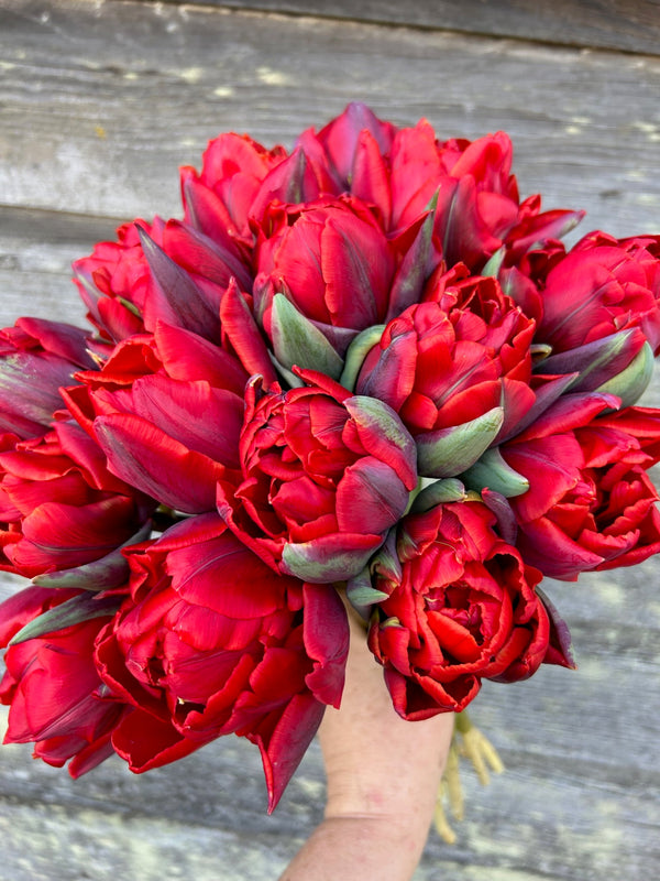 Tulip - Red Princess – The Farmhouse Flower Farm