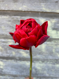 Tulip - Red Princess – The Farmhouse Flower Farm