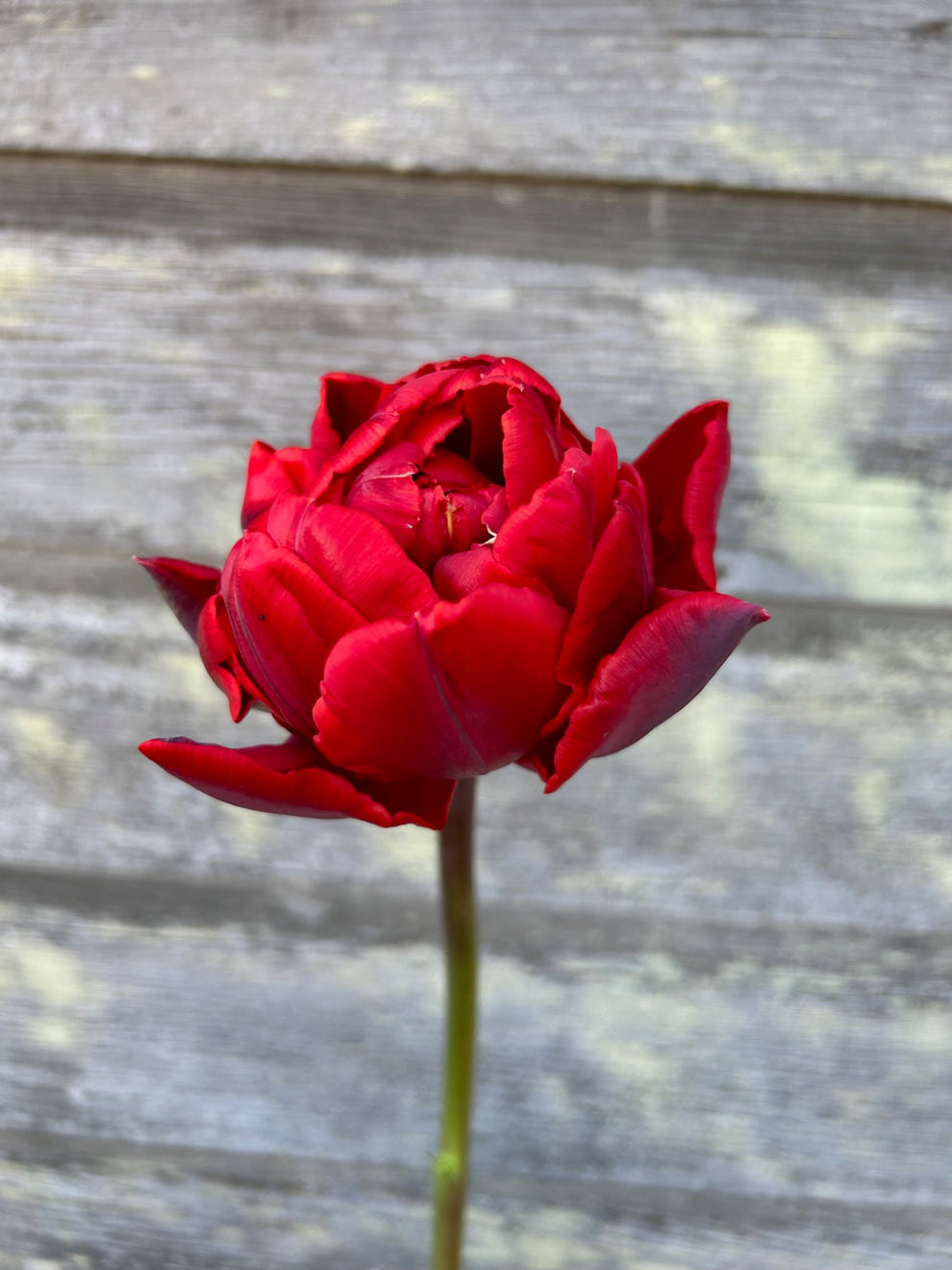 Tulip - Red Princess – The Farmhouse Flower Farm