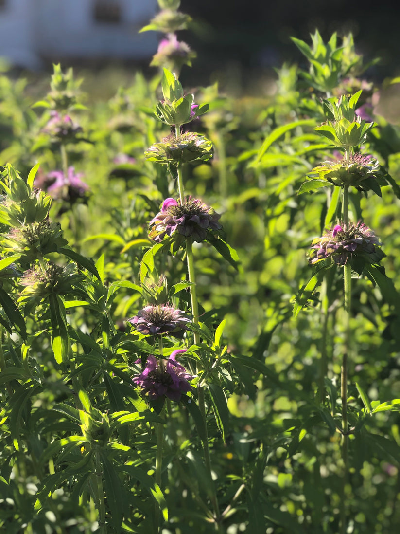 Monarda Mix – The Farmhouse Flower Farm