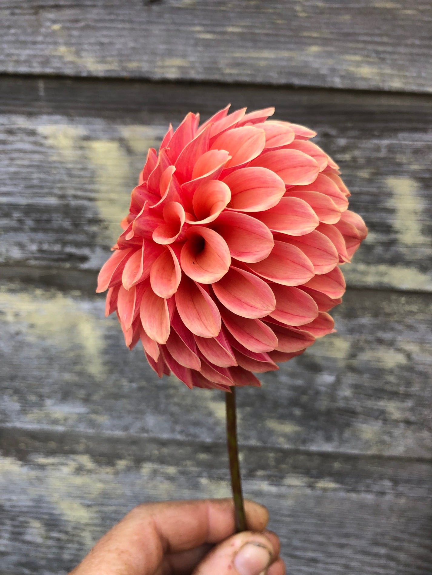 Rose Toscano – The Farmhouse Flower Farm