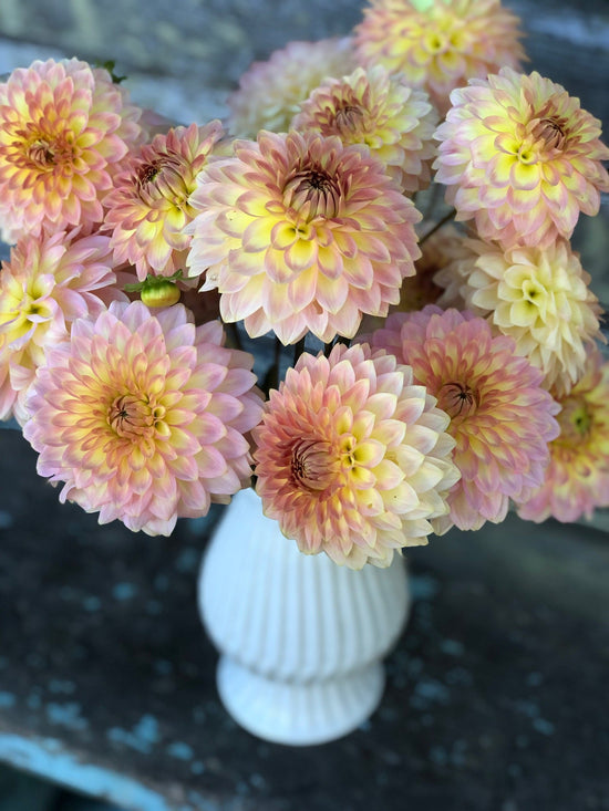 Oreti Adele – The Farmhouse Flower Farm