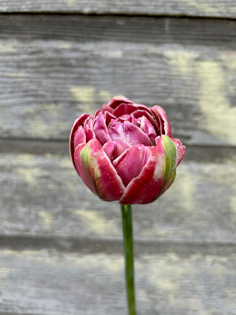 Tulip - Dream Touch – The Farmhouse Flower Farm