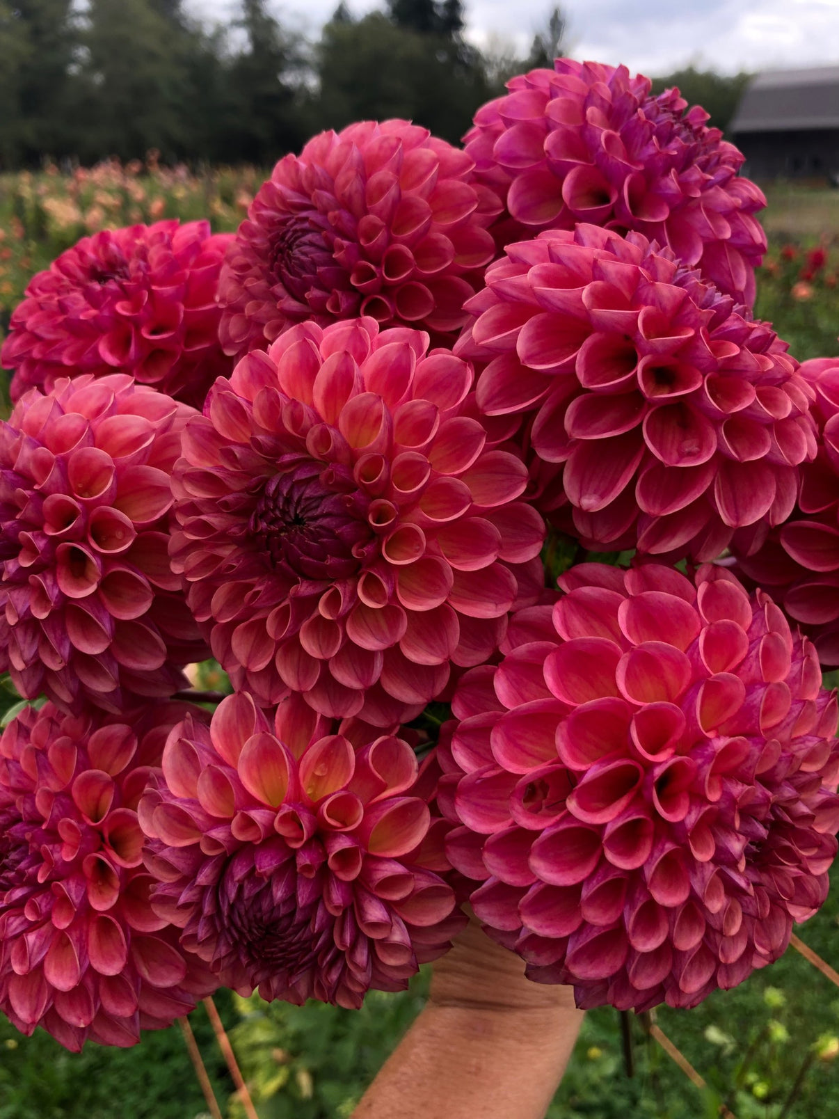Caitlin's Joy – The Farmhouse Flower Farm