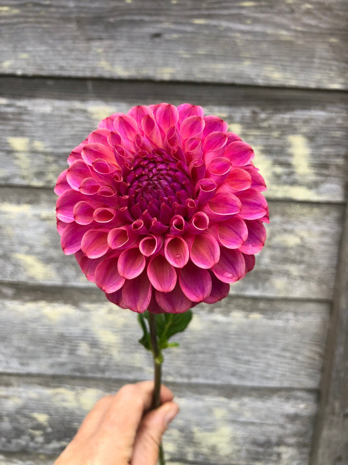 Caitlin's Joy – The Farmhouse Flower Farm