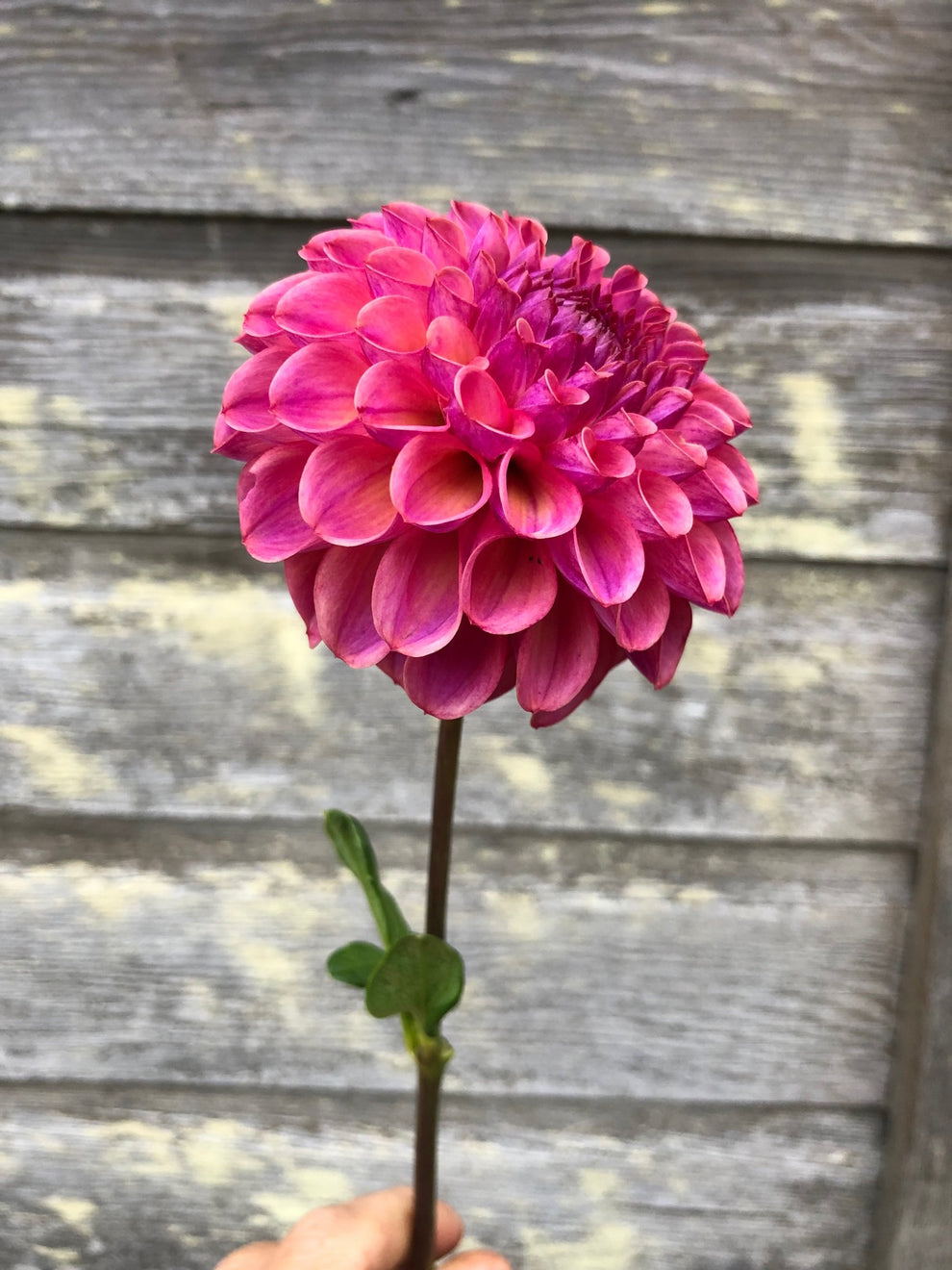 Caitlin's Joy – The Farmhouse Flower Farm