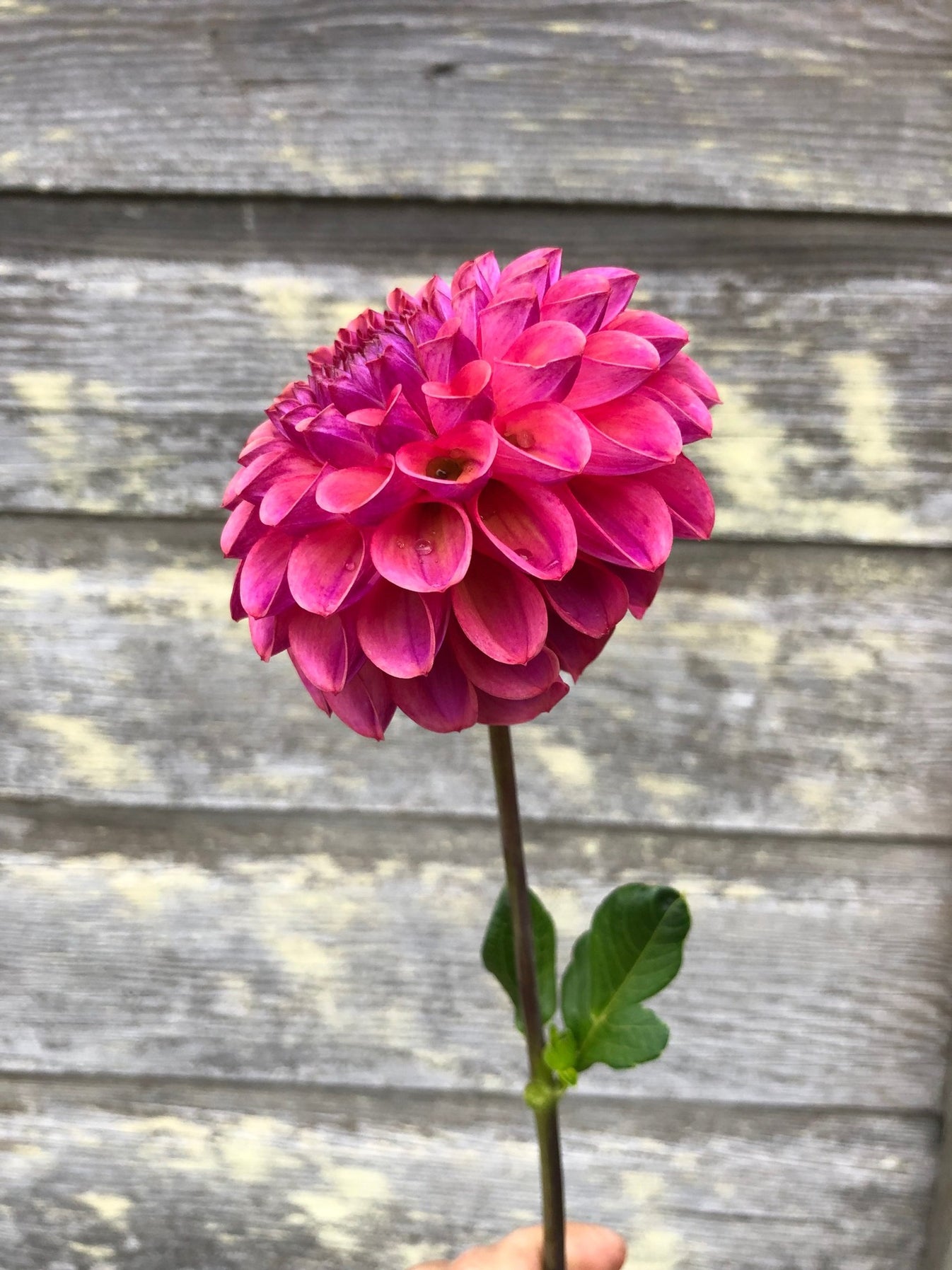 Caitlin's Joy – The Farmhouse Flower Farm