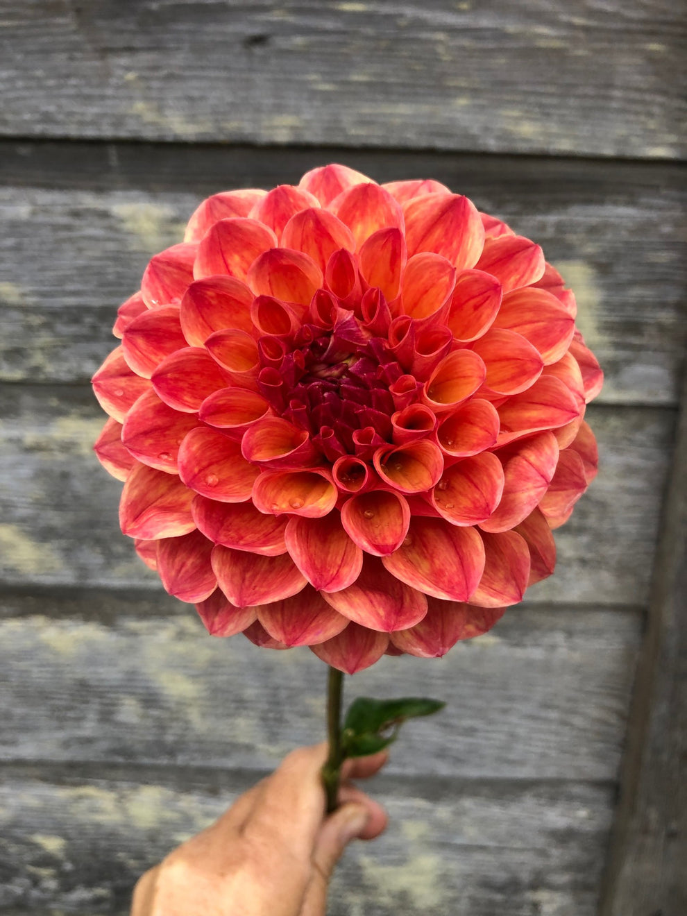 Cecil – The Farmhouse Flower Farm