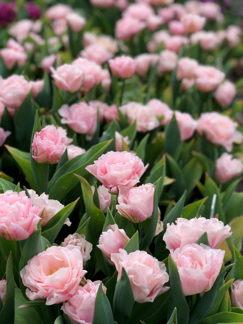 Tulip - Dreamer – The Farmhouse Flower Farm