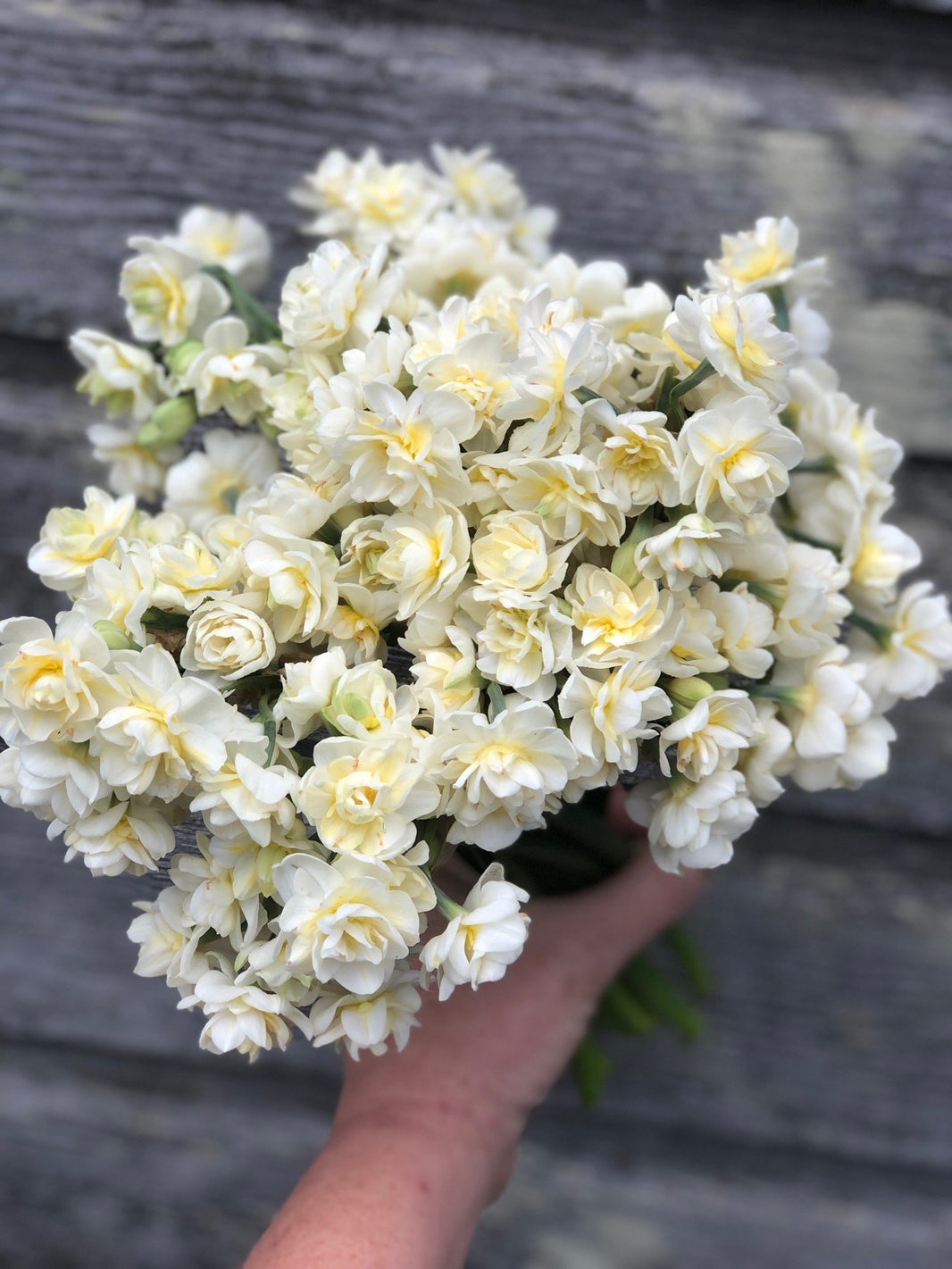 Daffodils – The Farmhouse Flower Farm