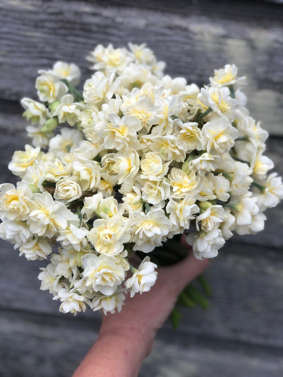 Curated Flower Bulbs & Corms for Gardeners – The Farmhouse Flower Farm