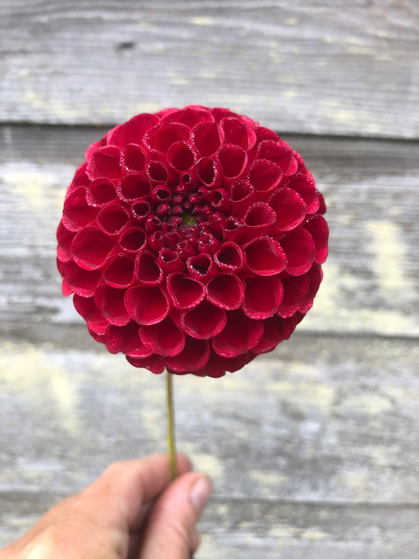 Bloomquist Paul Jr – The Farmhouse Flower Farm