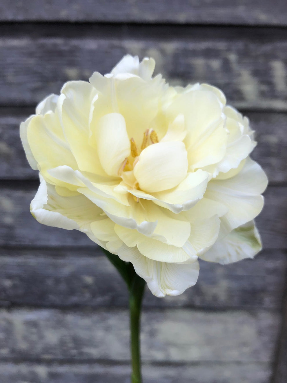 Tulip - Avant Garde – The Farmhouse Flower Farm