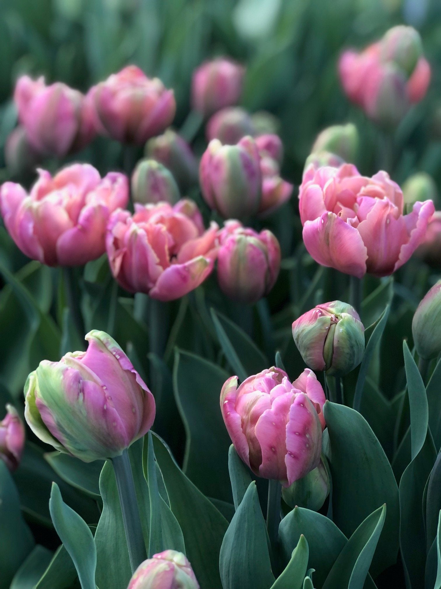 Tulip - Pink Star – The Farmhouse Flower Farm